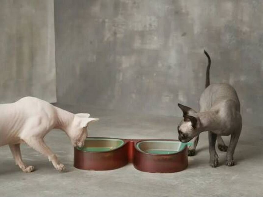 Миска для кормления кошек и собак