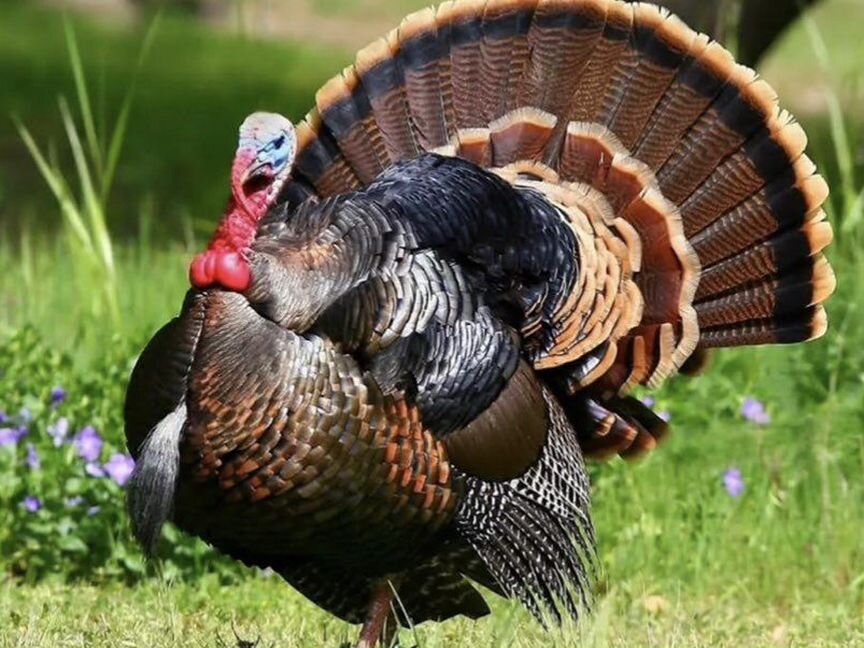 Инкубационное яйцо Северокавказская бронзовая