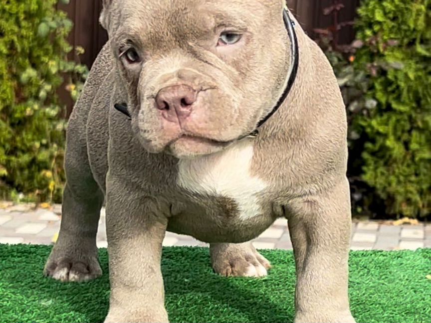 Крутой мальчишка Американский булли