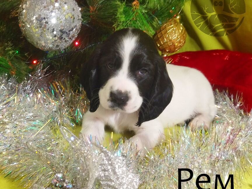 Русский охотничий спаниель щенки