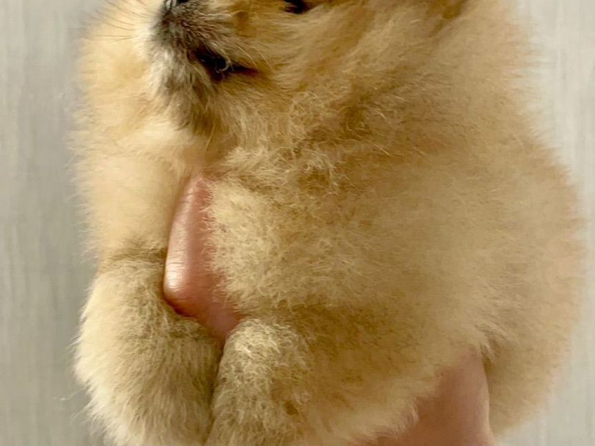 Померанский шпиц