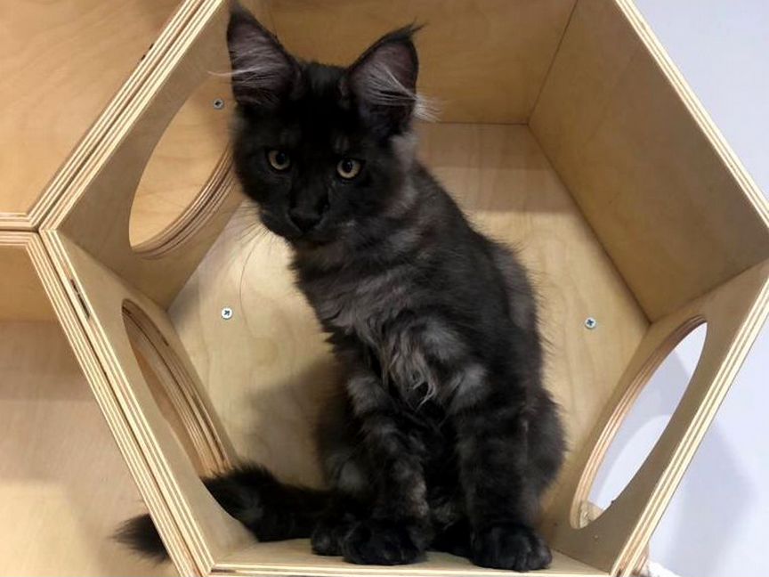 Настенный комплекс для Кошек