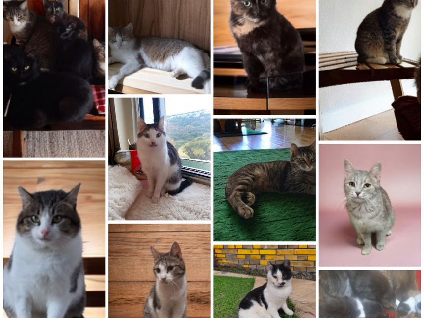 Короли и королевны