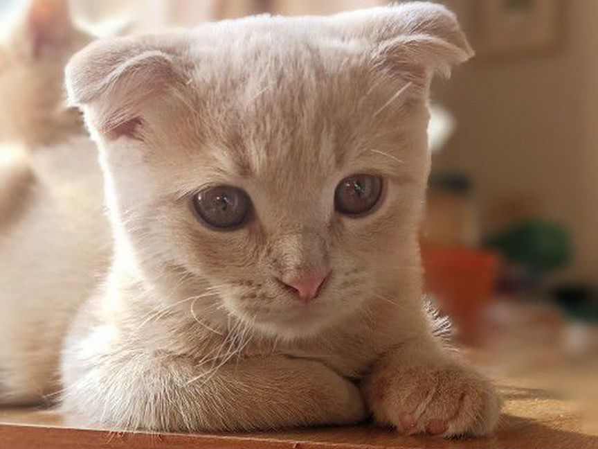 Шотландская вислоухая