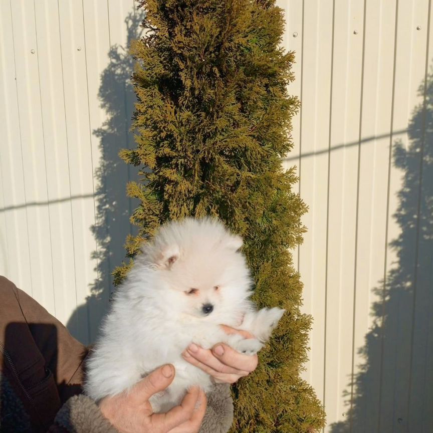 Померанский шпиц