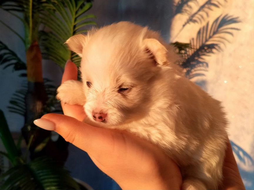 Щенки немецкого шпица