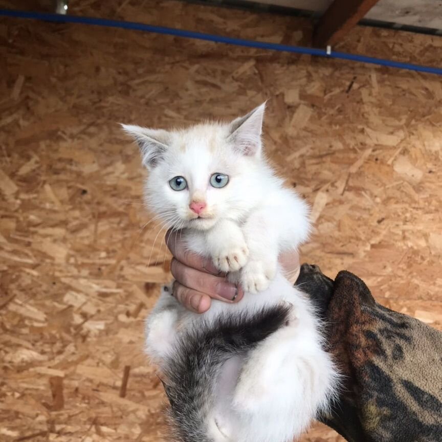 Котята отдам бесплатно