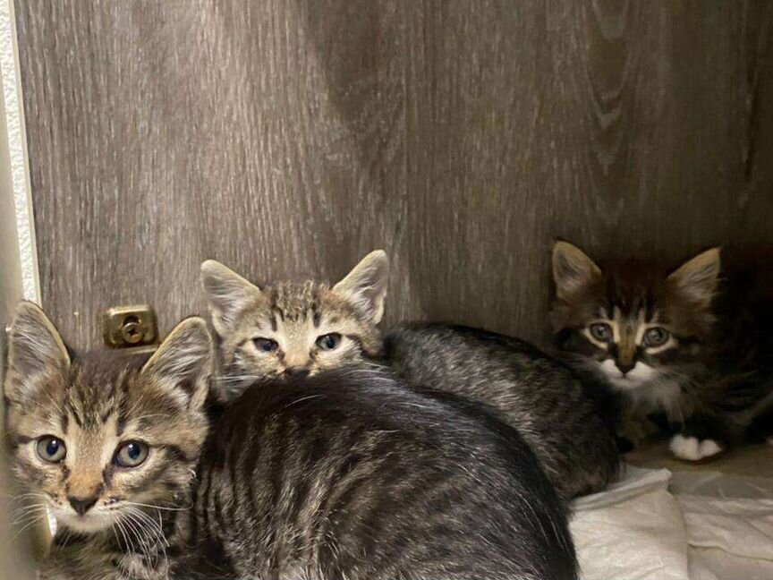 Котята в добрые руки