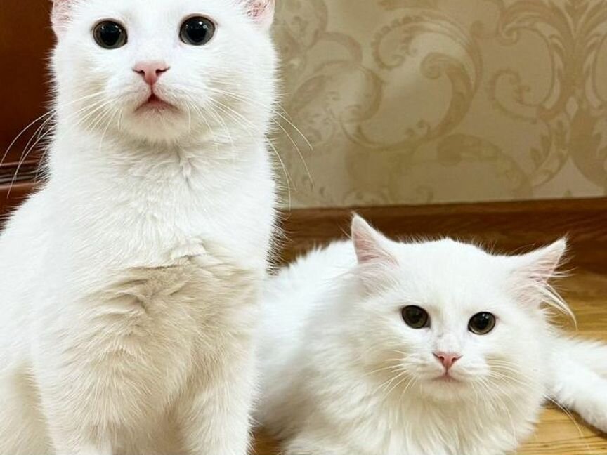 Турецкая ангора