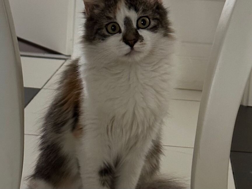 Котенок с пушистым хвостом