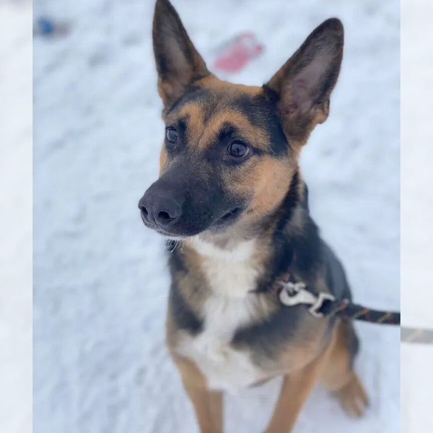 Щенок в добрые руки