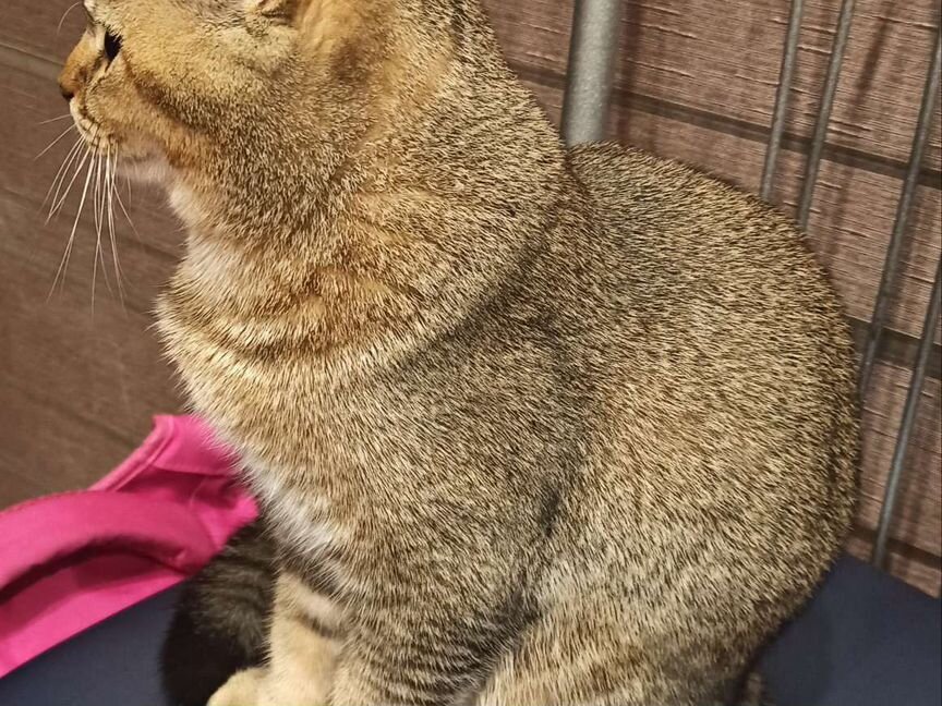 Шотландский кот на вязку