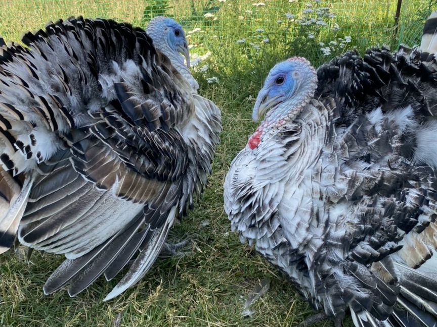 Индюки на племя