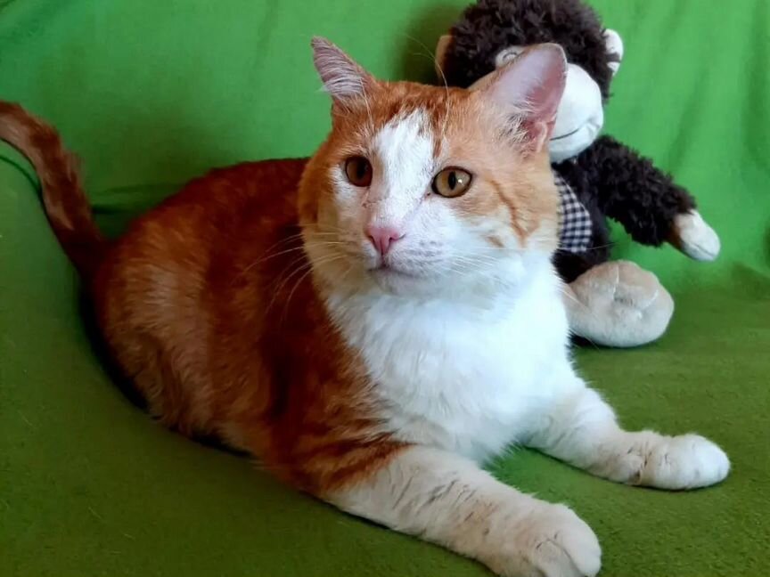 Кот Эмиль в добрые руки