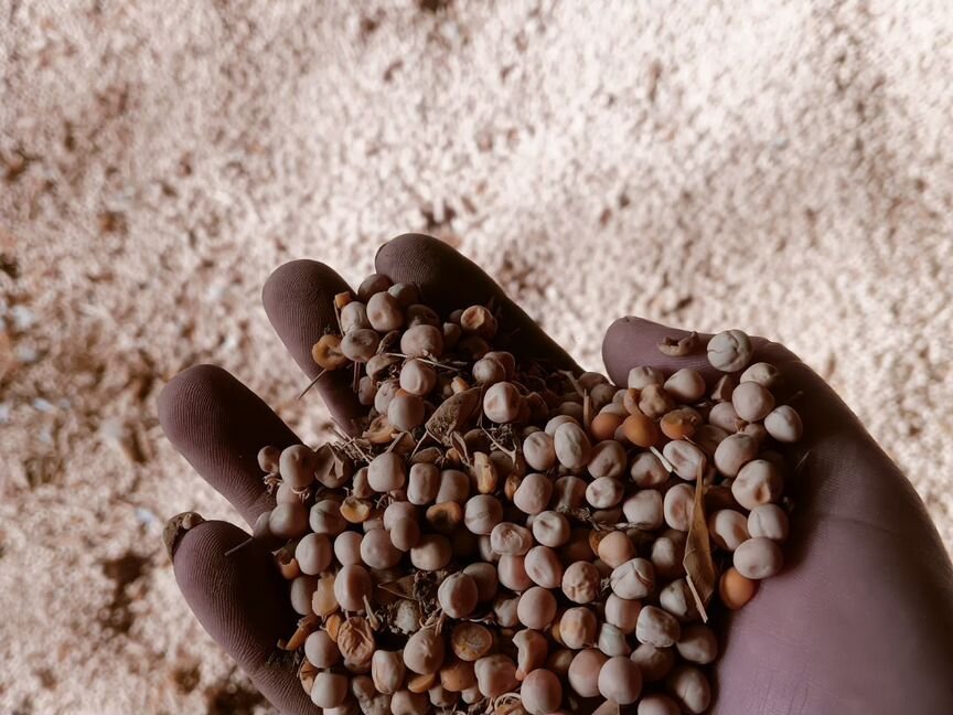 Горох кормовой