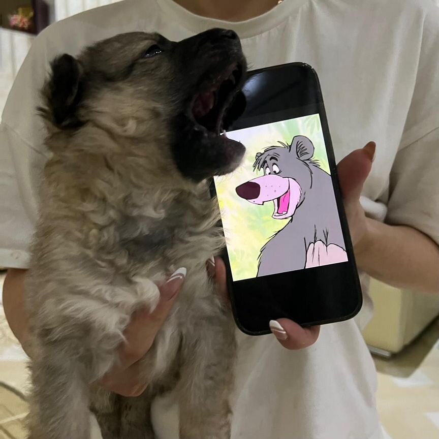 Медвежонок щенок ищет дом