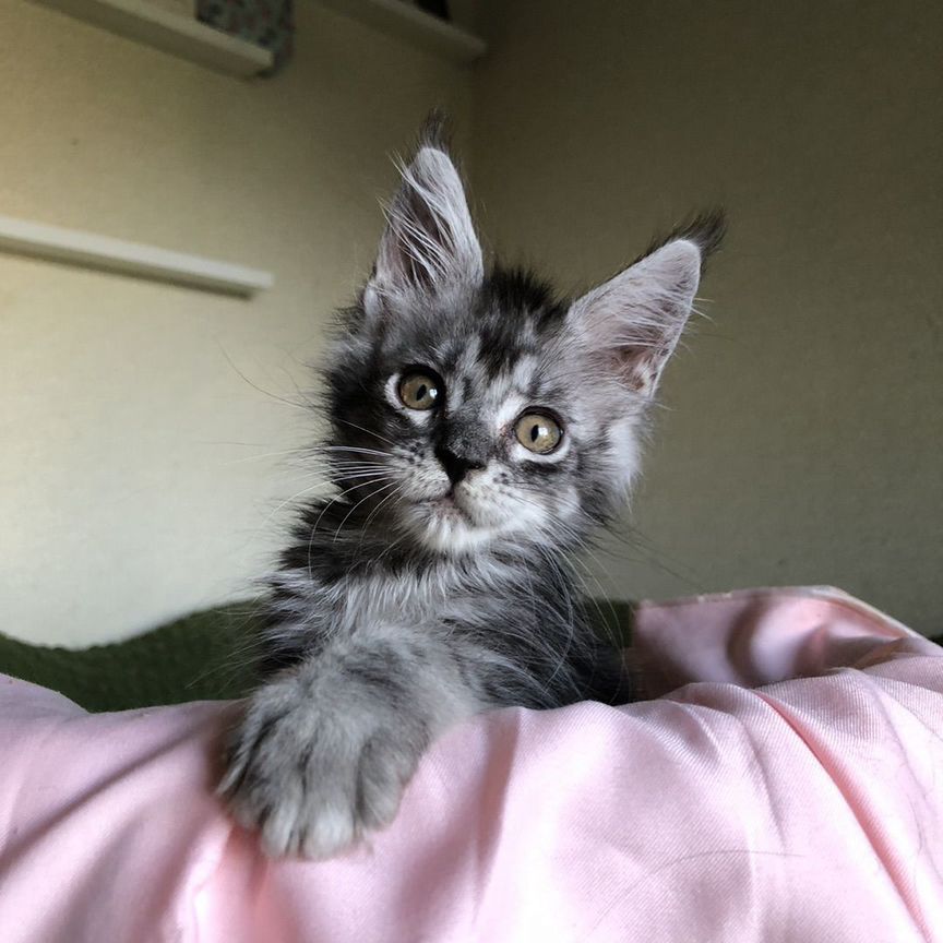 Котята Мейн кун