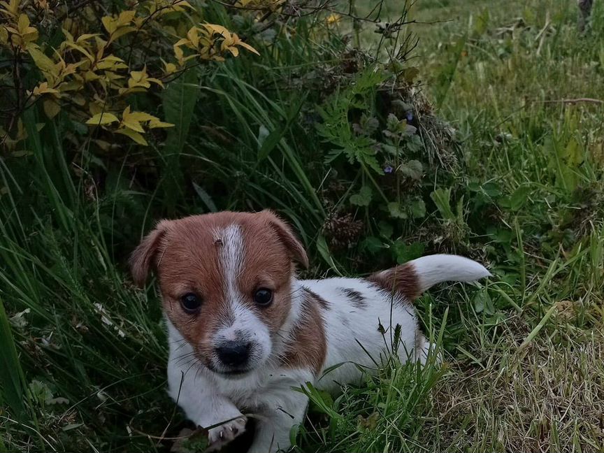 Щенки джек рассел терьер