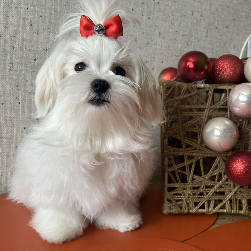 Мальтийская болонка, щенок