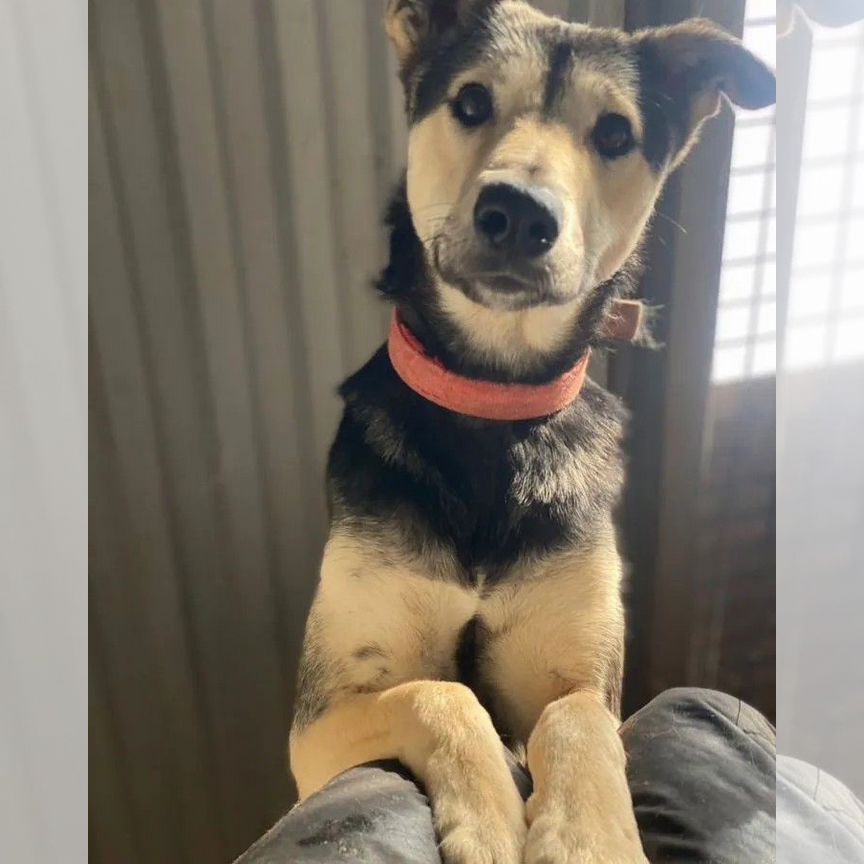 Немецкая овчарка, щенок