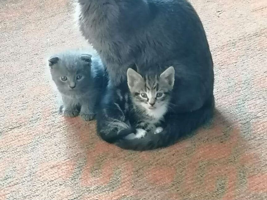 Котята вислоухие, мальчики в дар