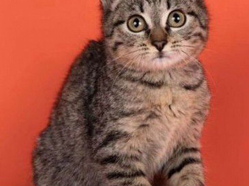 Котенок Умка в добрые руки