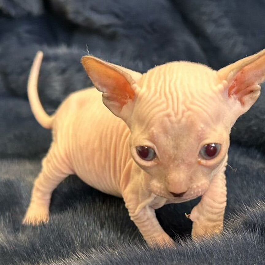 Донской сфинкс котёнок