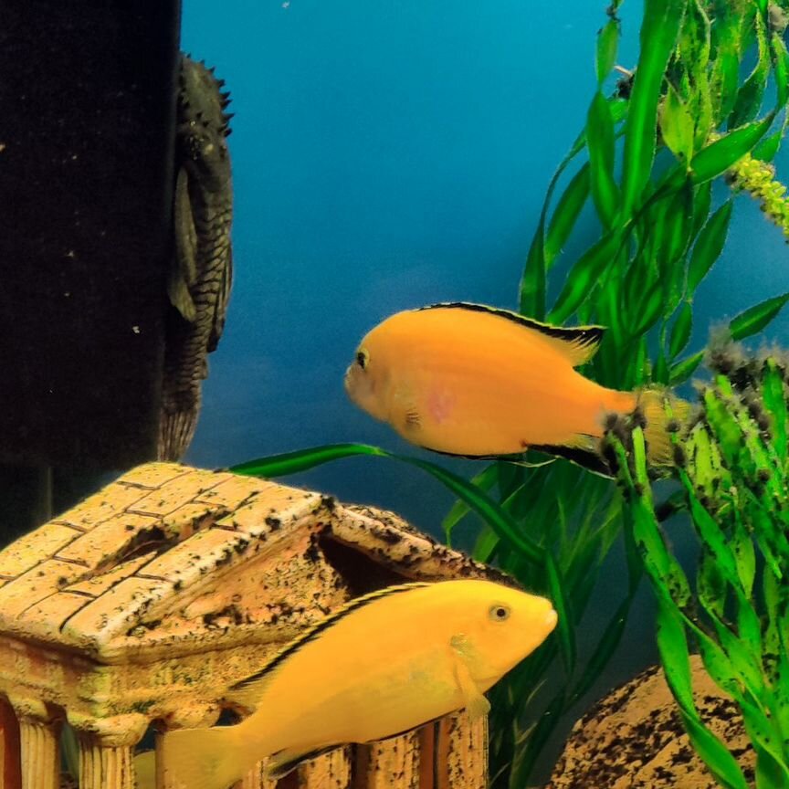 Аквариумные рыбки бесплатно