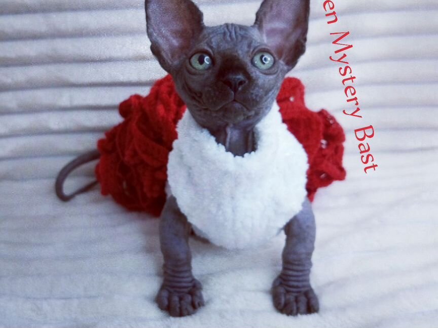 Сфинкс Бамбино