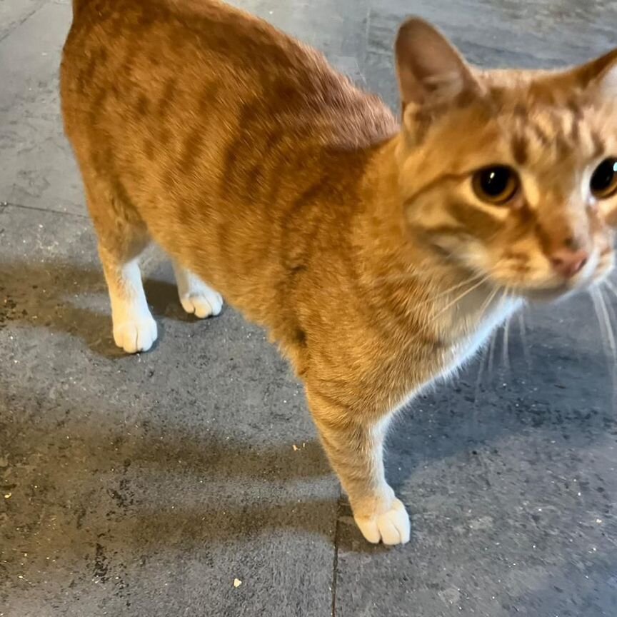 Пузырь ищет дом