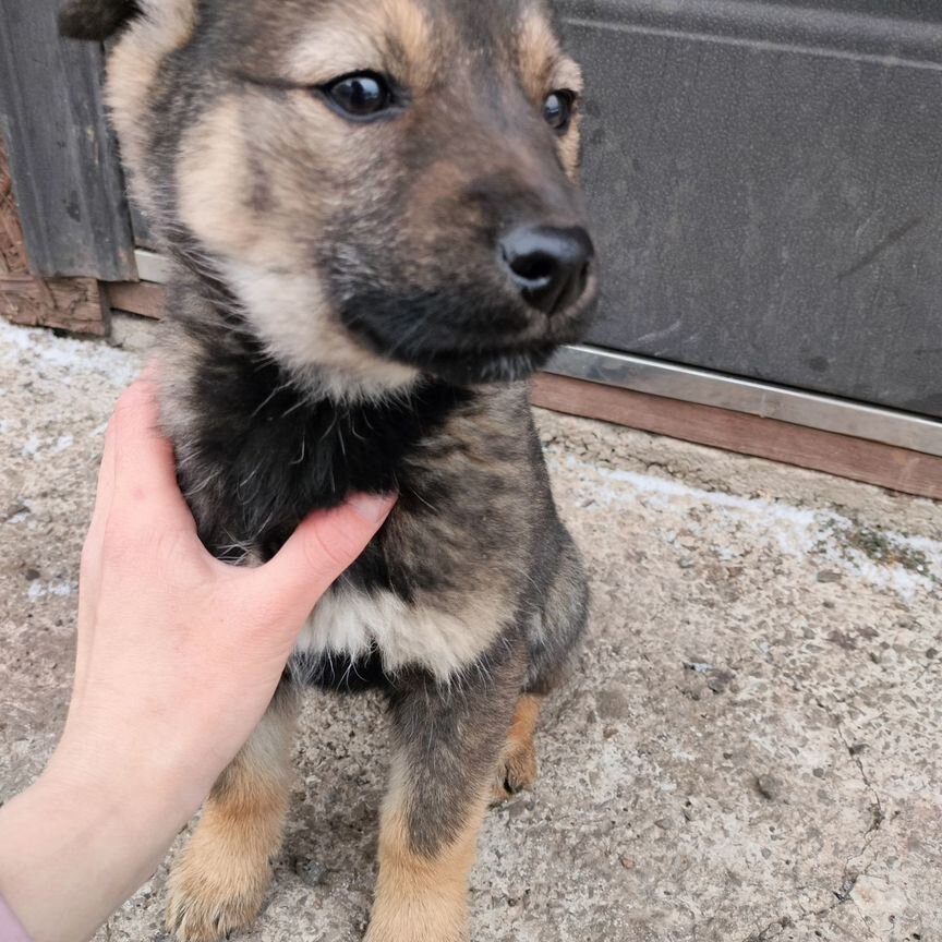 Кто то бросил 2 щенков,бесплатно, п. Золото Сибай