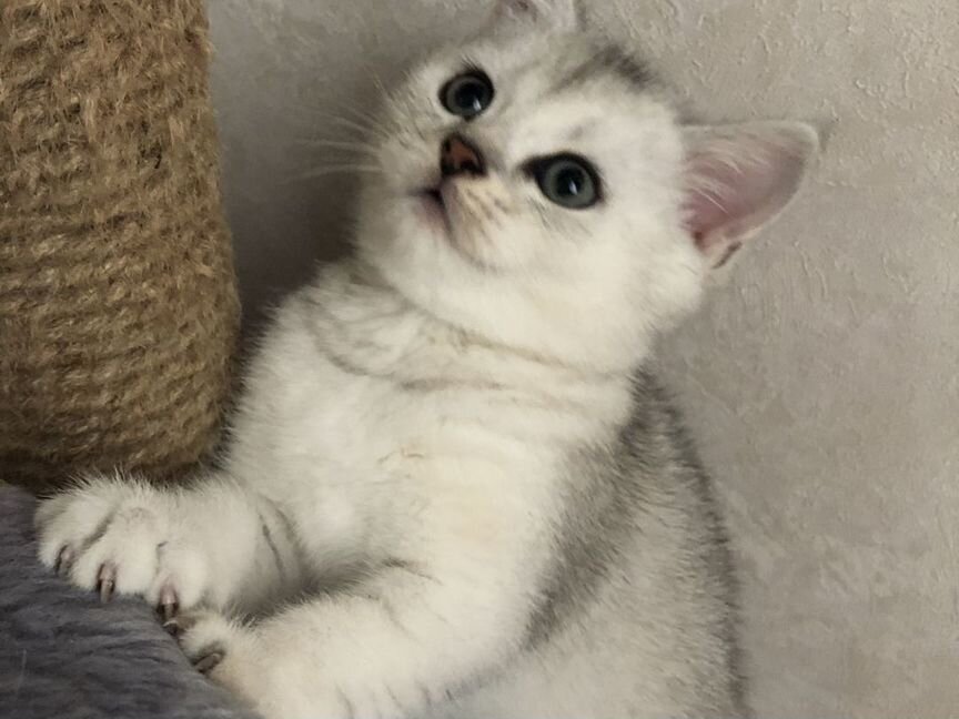Шотландские прямоухие котята