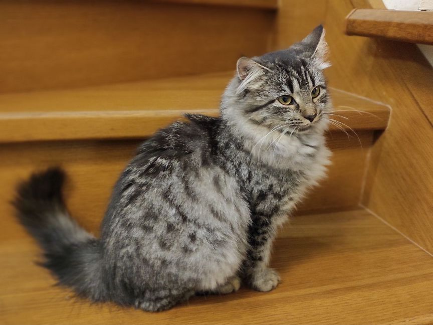 Пушистый котенок/ кошечка 4 мес. в добрые руки