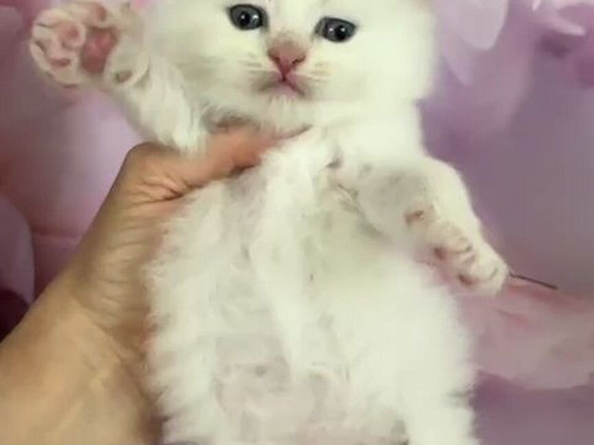 Невская маскарадная.мальчики