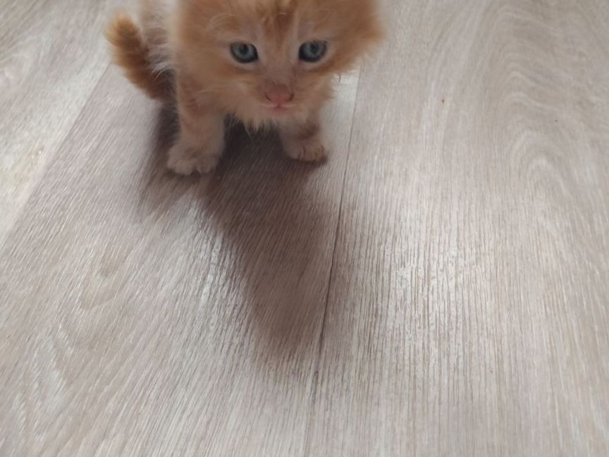 Котята Мен кун