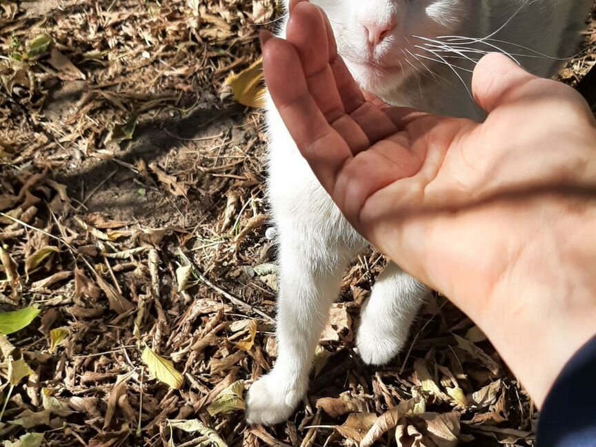 Кошечка белая в добрые руки