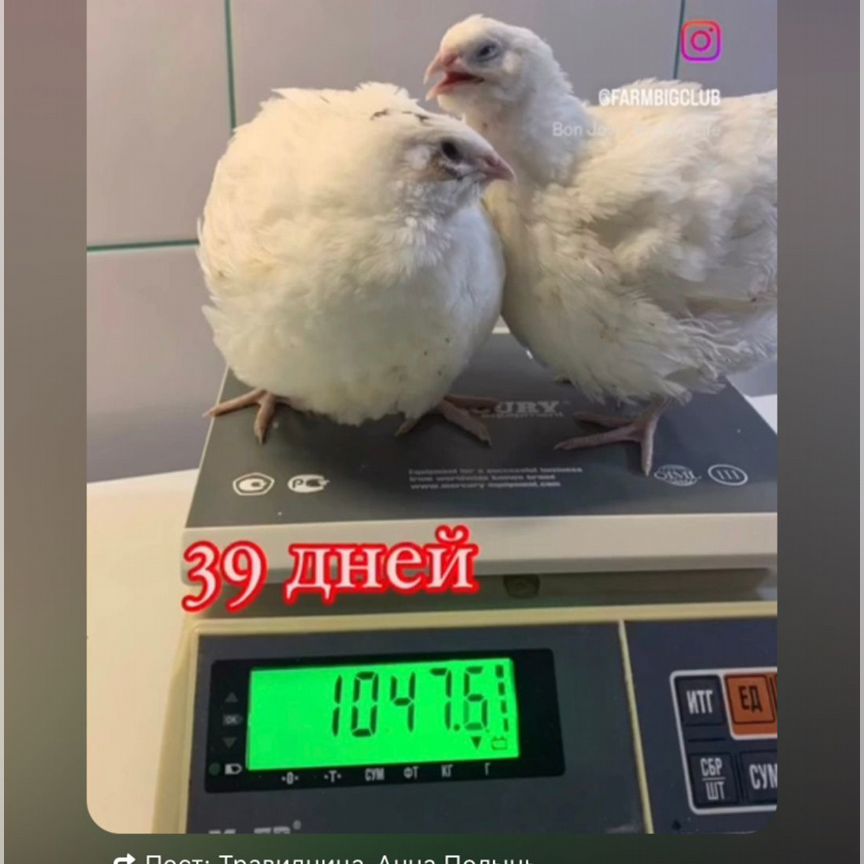 Цыплята суточные перепела