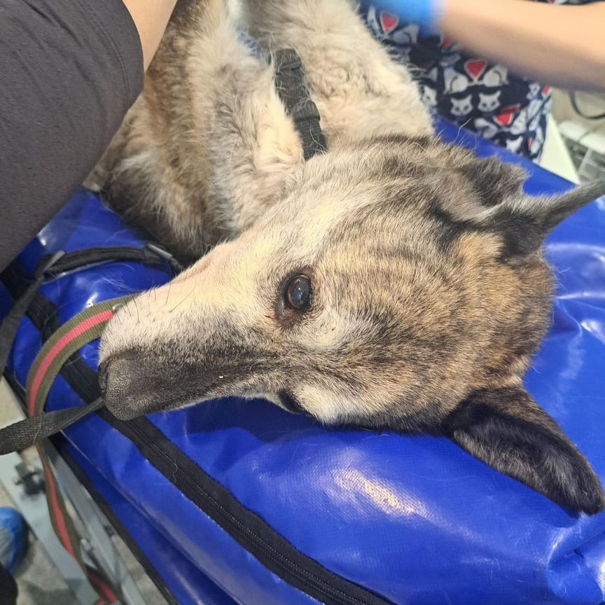 Срочная помощь для Стрекозы