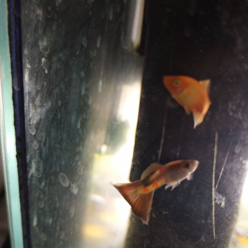 Рыбки гуппи, подрощеные