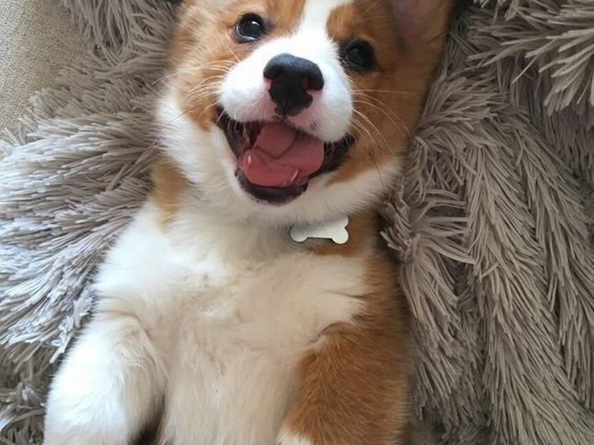 Выгул собак с 12 лет