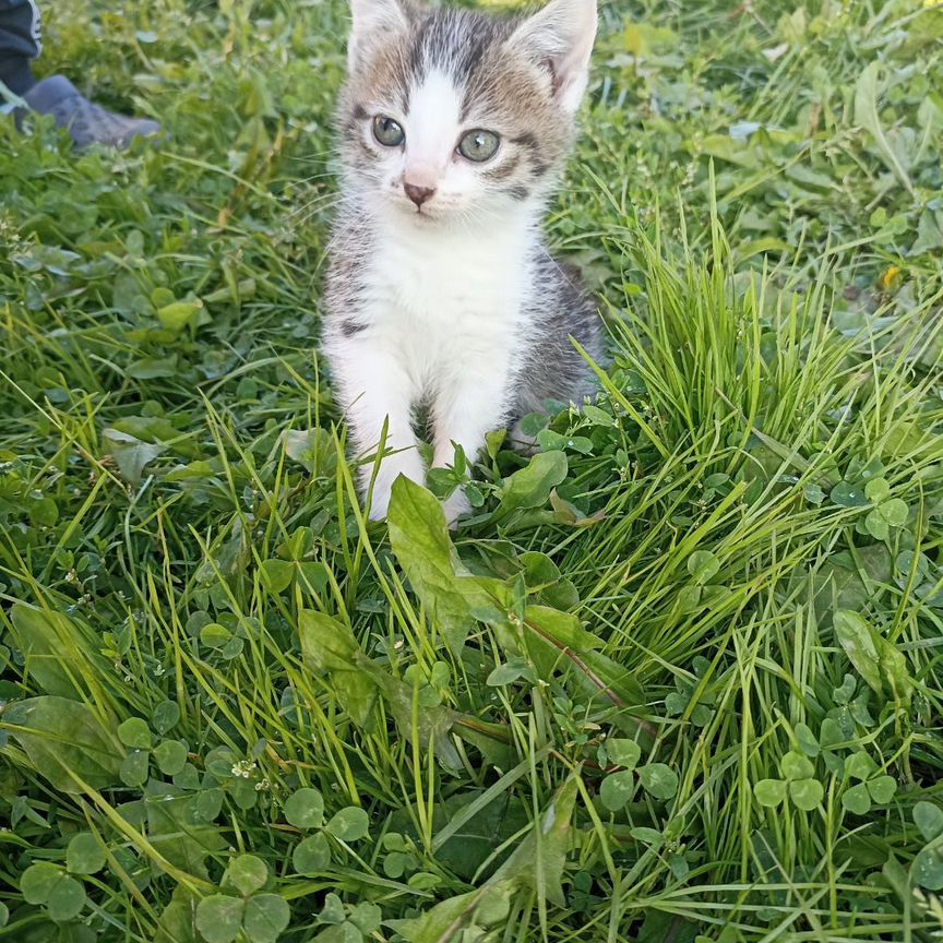 Котята