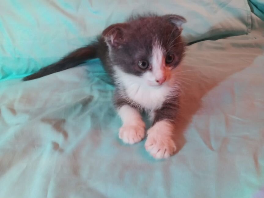 Котята в добрые руки бесплатно