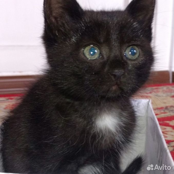 Ручные котята. 7 недель. Бесплатно