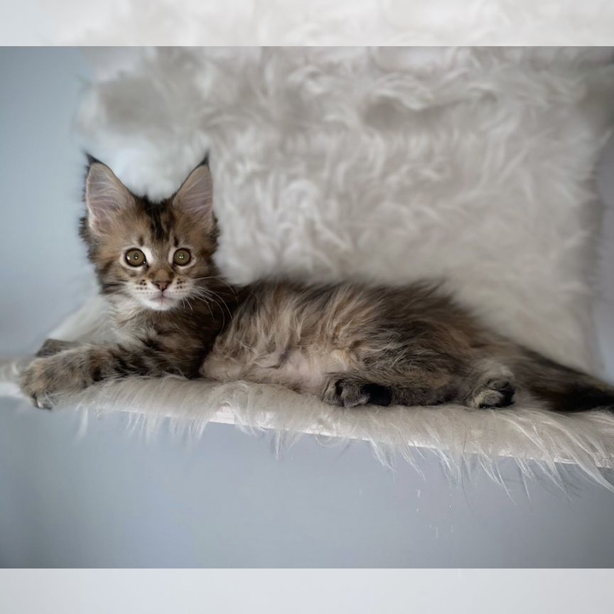 Мейн-кун котёнок