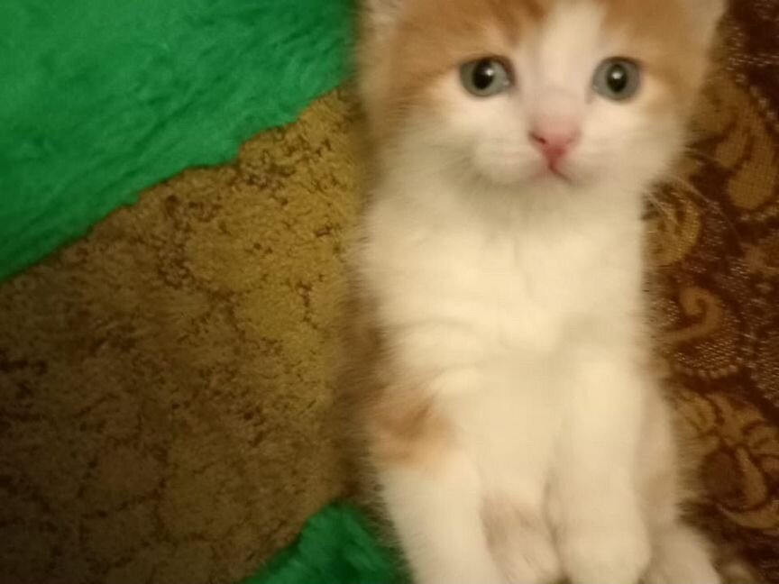 Котенок Пушок