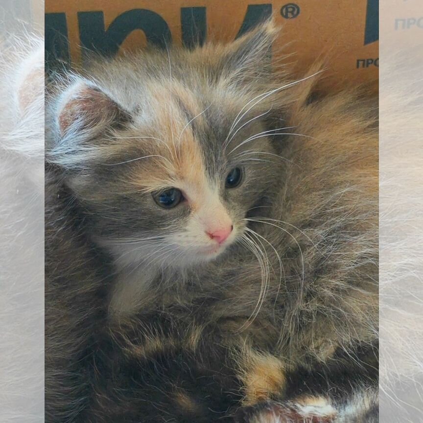 Котёнок в добрые руки
