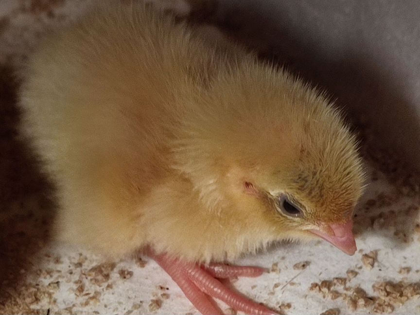 Цыплята перепела