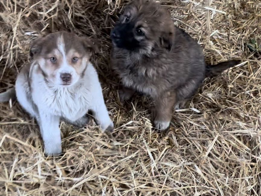 Щенок в любящую семью