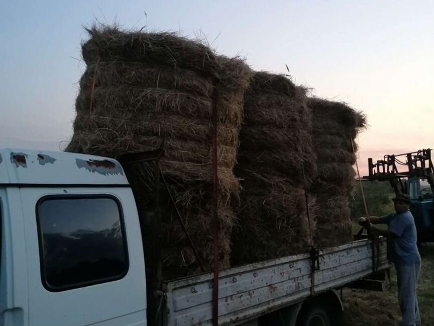 Сено 2023,камыш