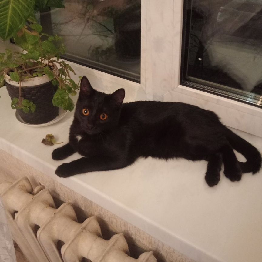 Одам кошку в добрые руки